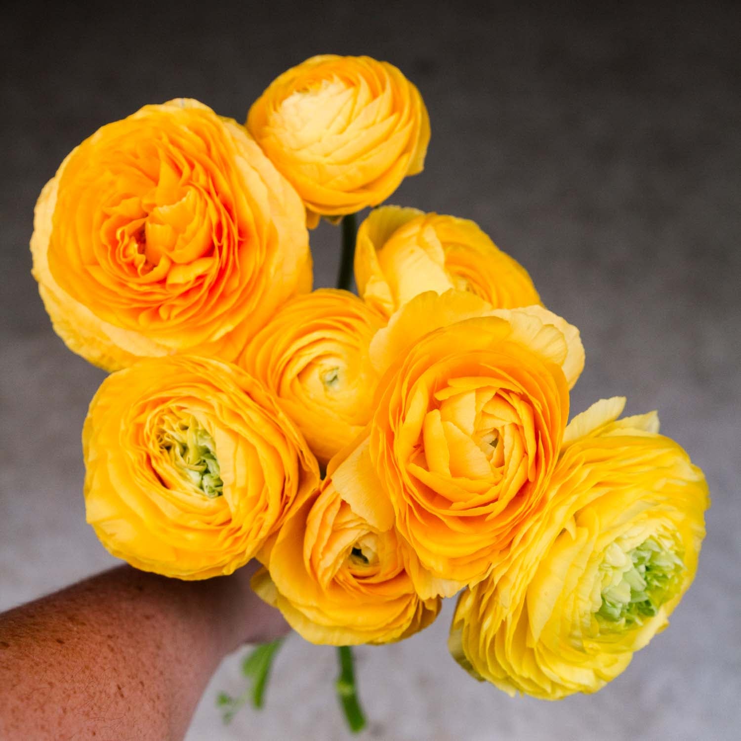 RANUNC - Mustard - PLANTS