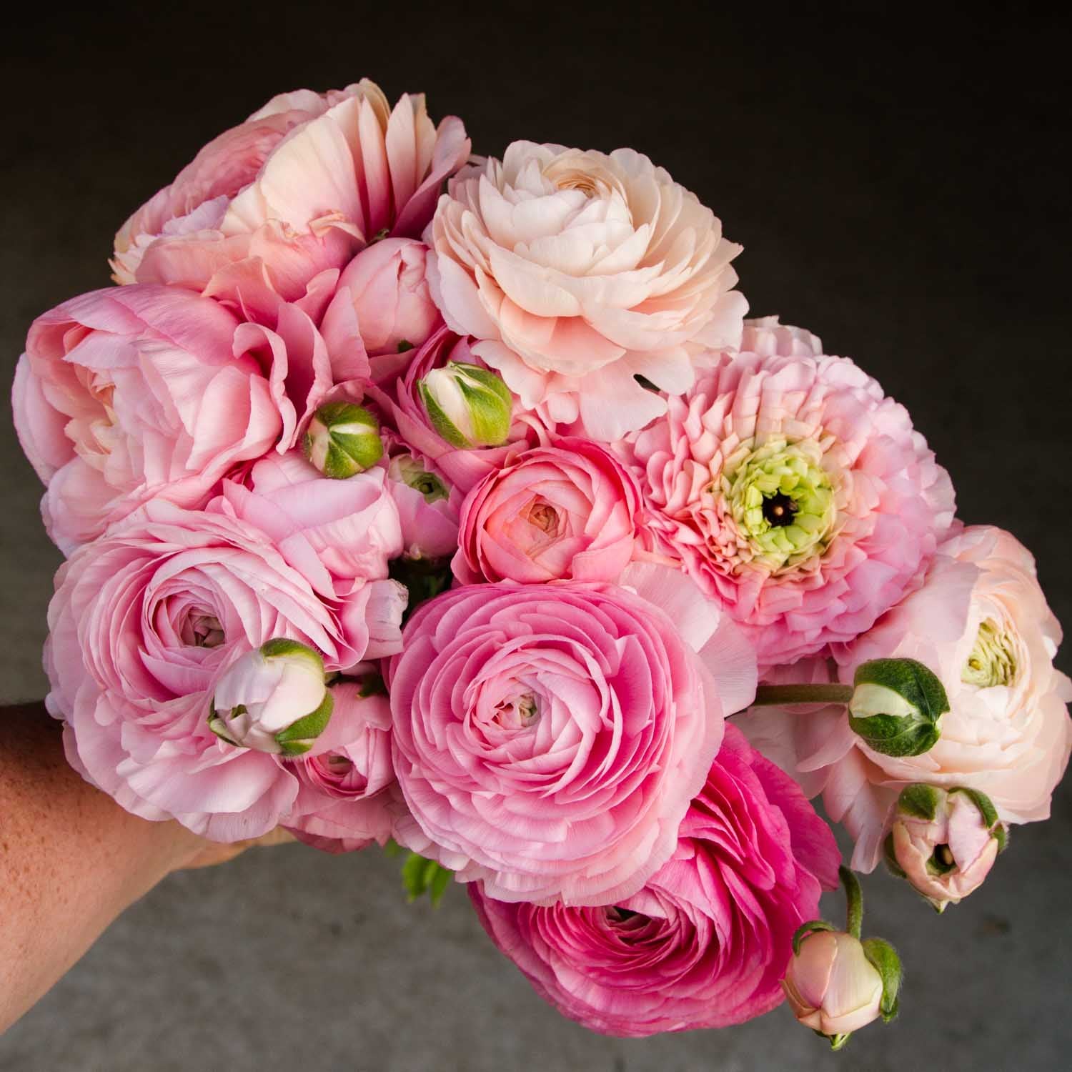 RANUNC - Pastello - PLANTS