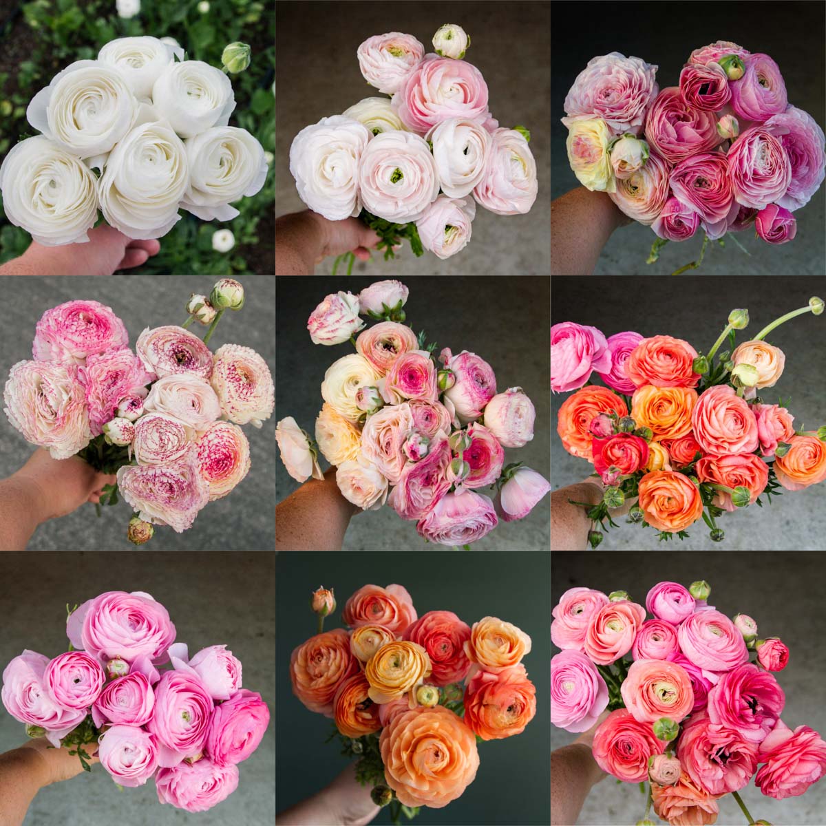 RANUNC Plant Collection - OMBRE