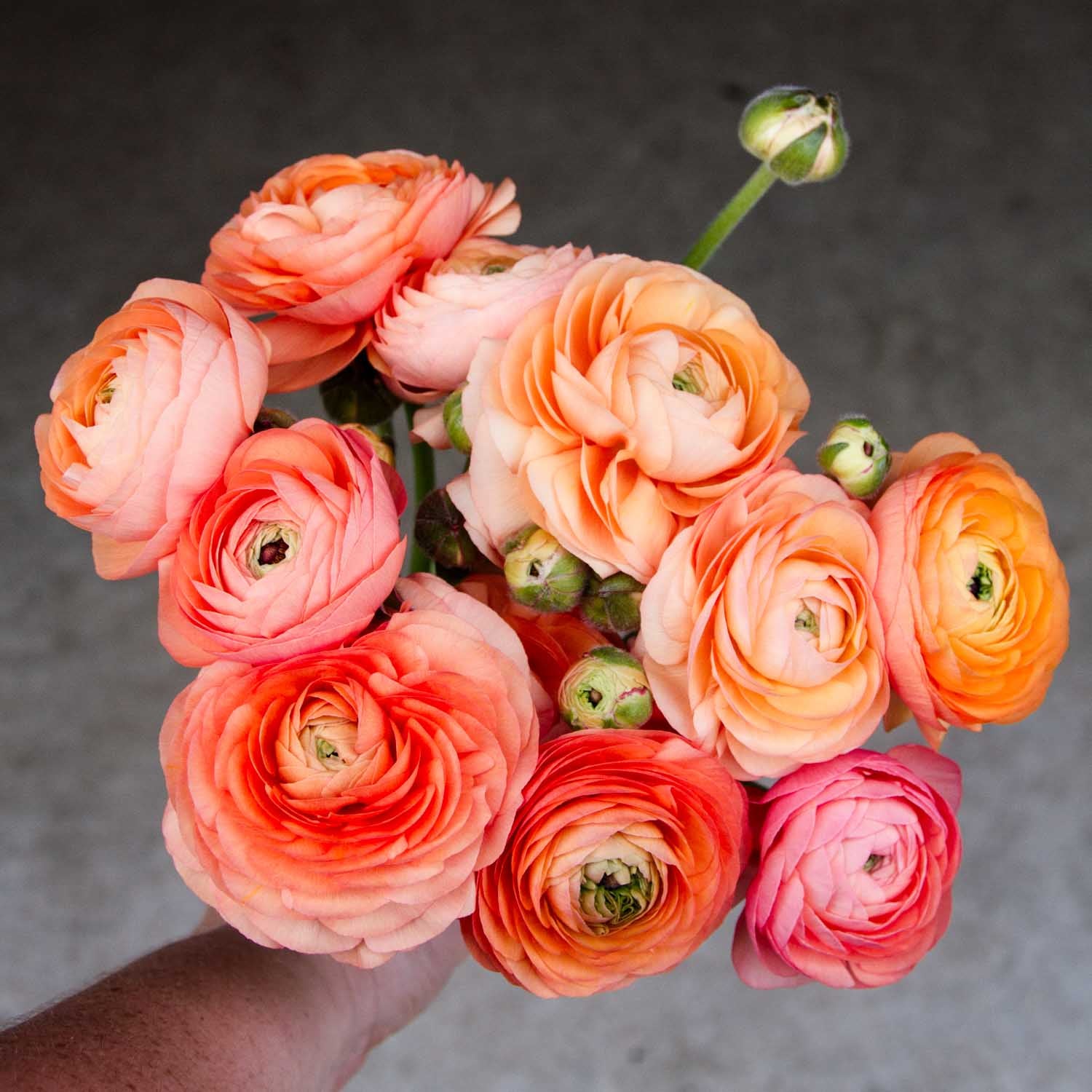 RANUNC - Tango - PLANTS