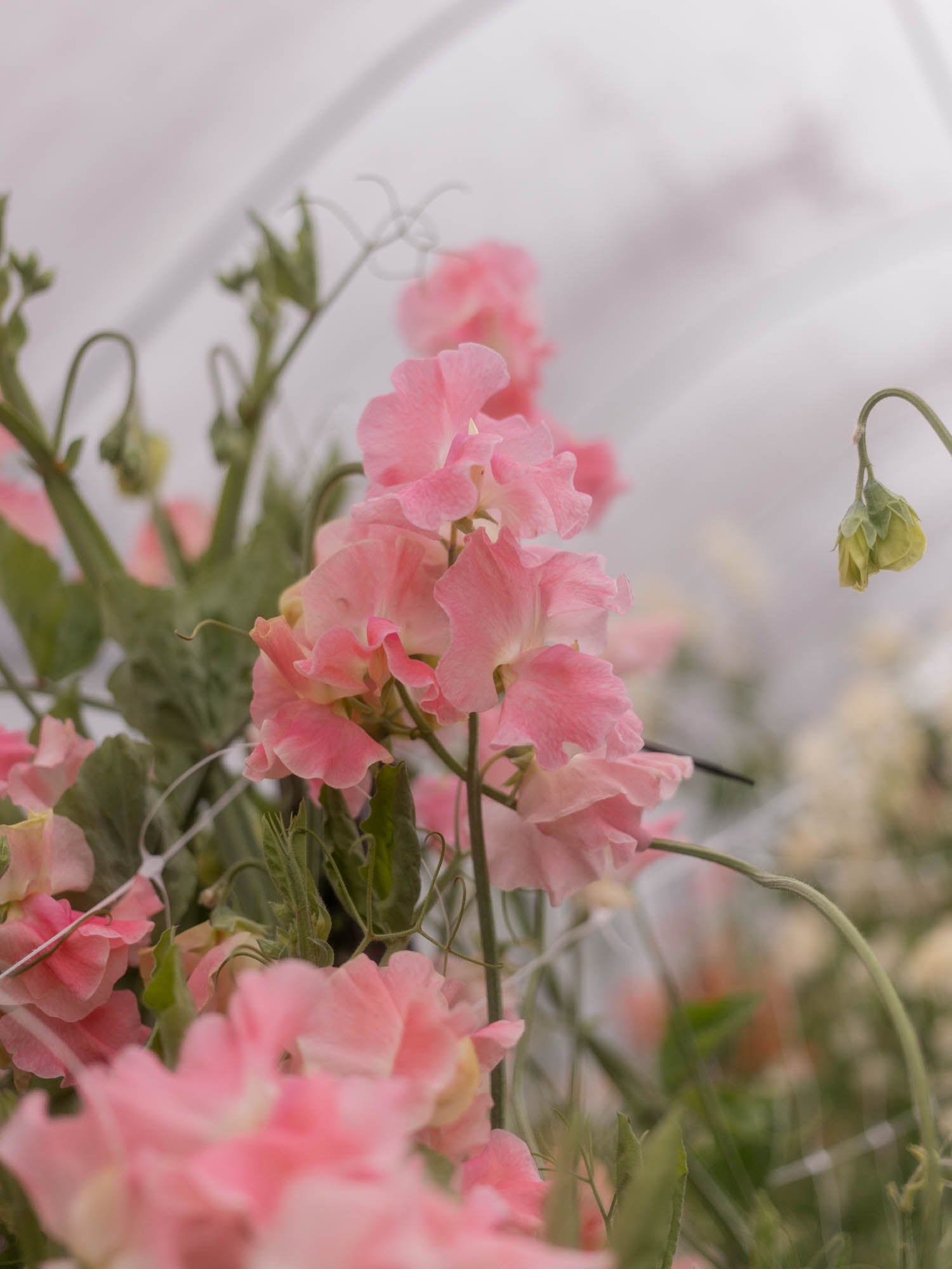 Sweet Pea - Anne Barron