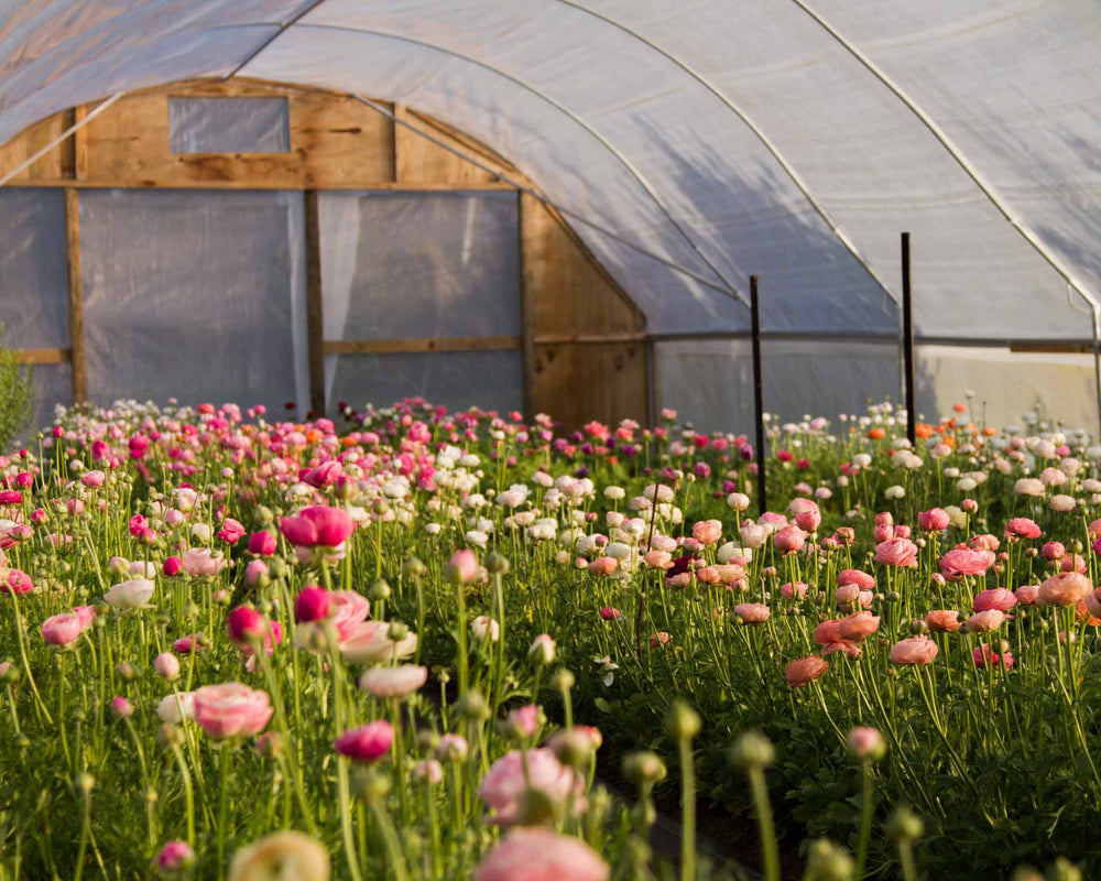 How to grow Ranunculus