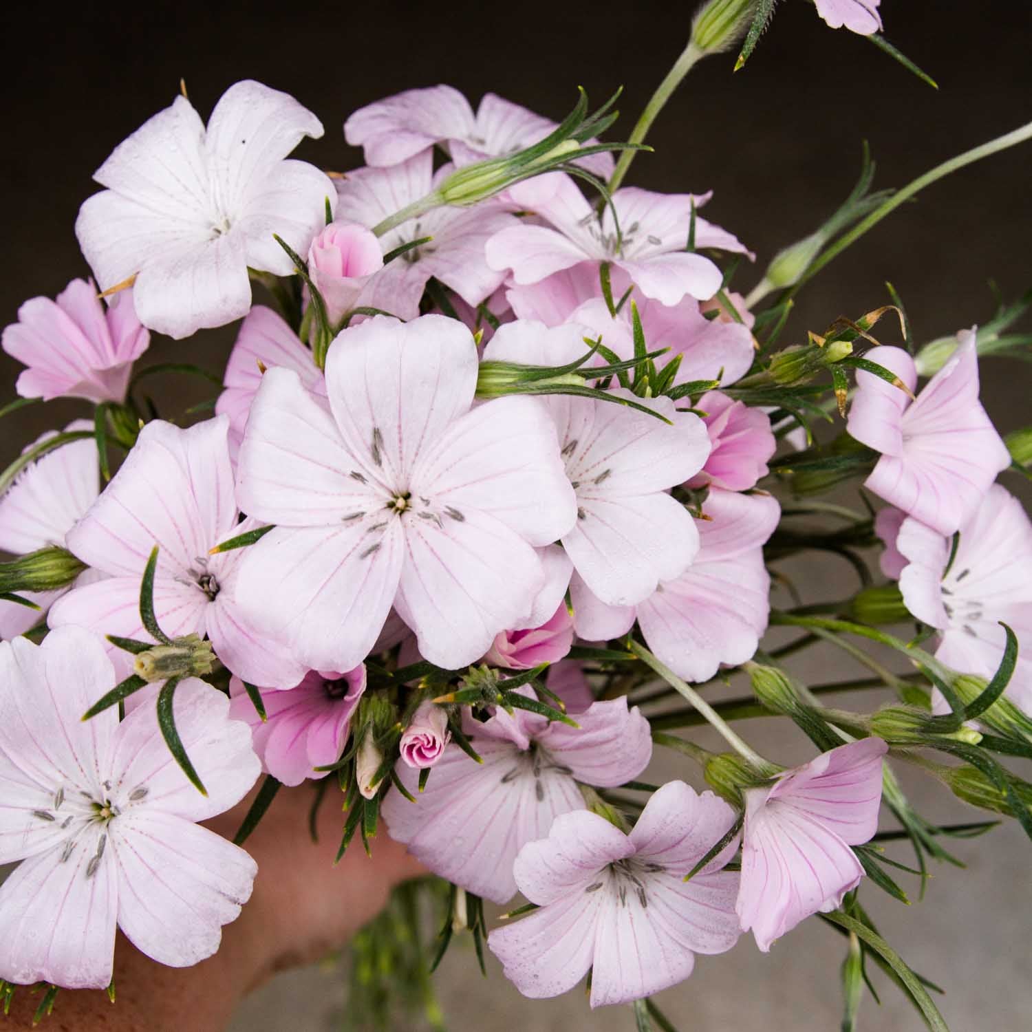AGROSTEMMA - Light Rose - PLANTS NZ