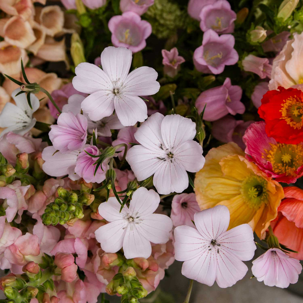 AGROSTEMMA - Light Rose - PLANTS NZ