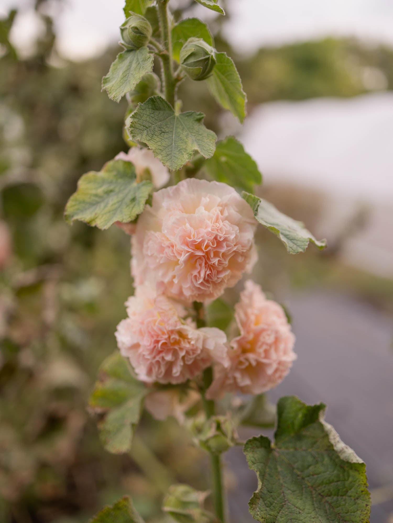 ALCEA - Chaters Chamois - PLANTS