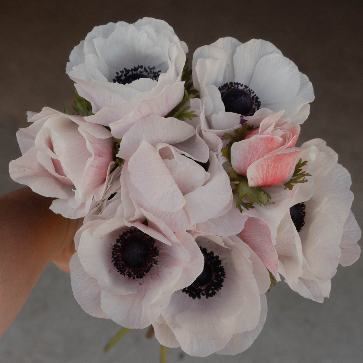 Italian Anemone Corms