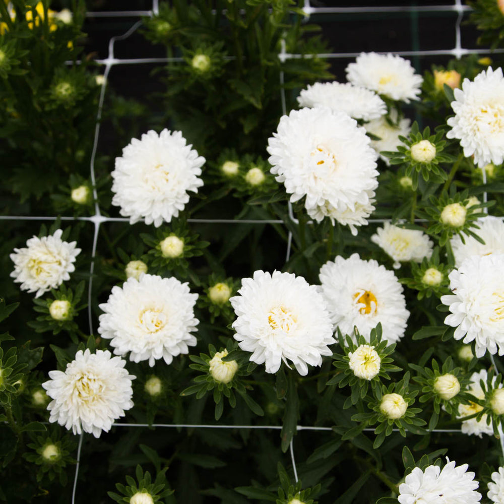 Aster - Tower White - Seeds NZ