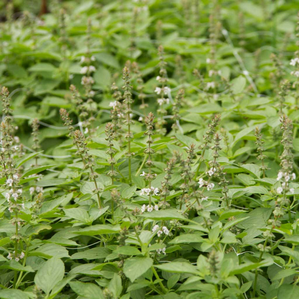 Basil - Mrs. Burn's Lemon - Seeds NZ