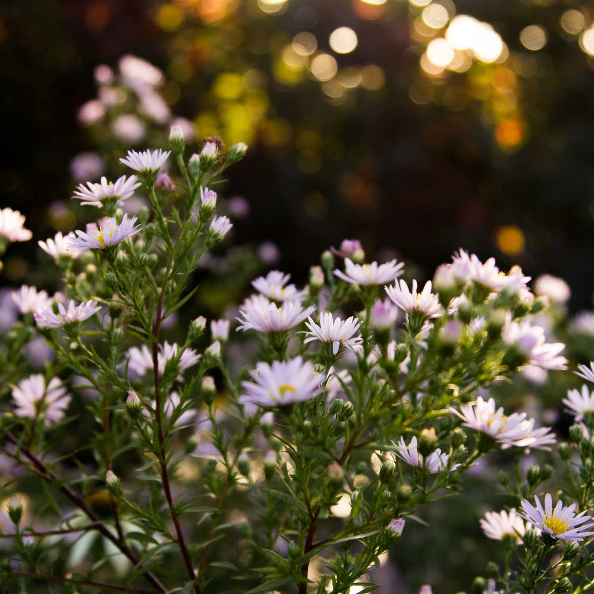 BOLTONIA - White - PLANTS