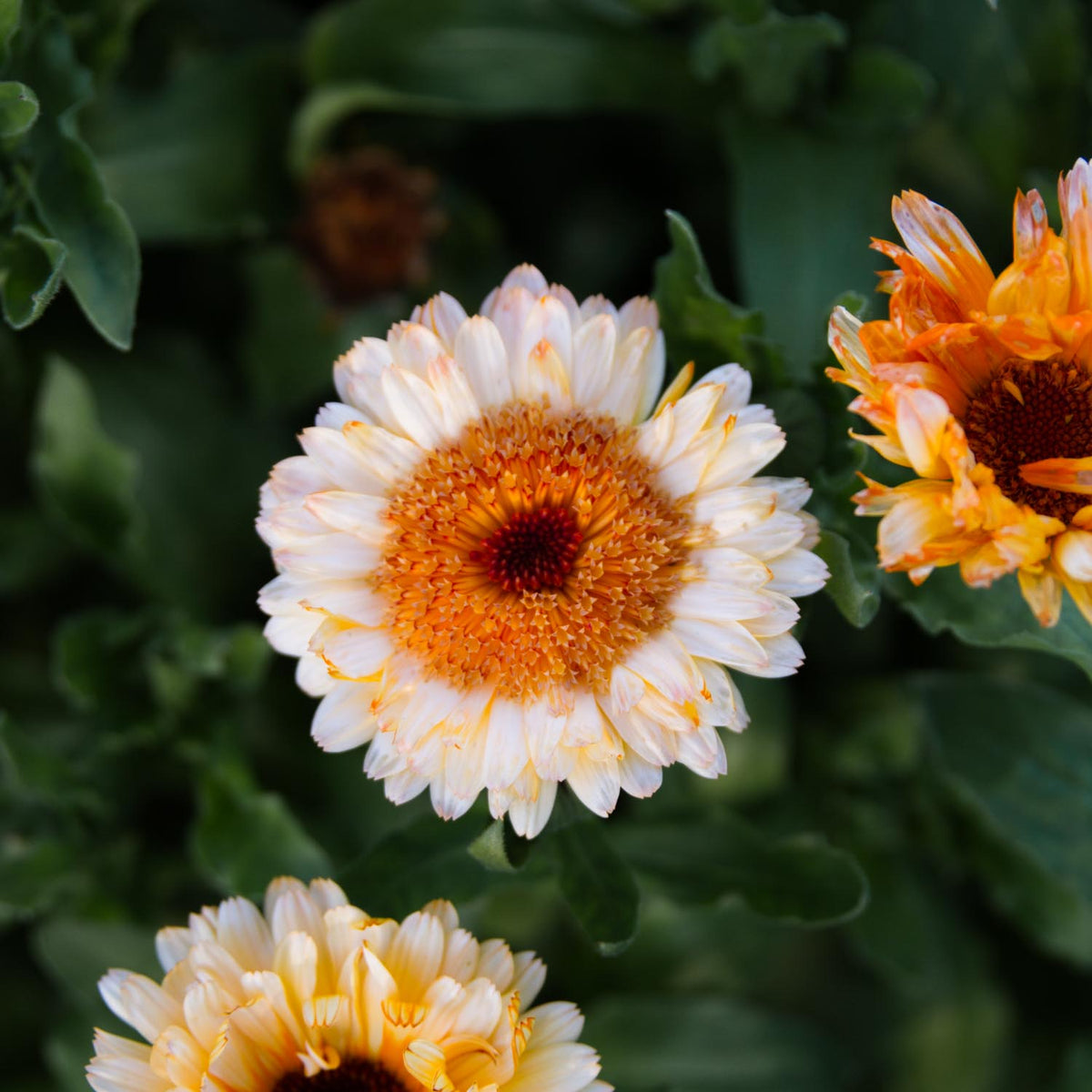 Calendula - Cantaloupe Mix - Seeds NZ