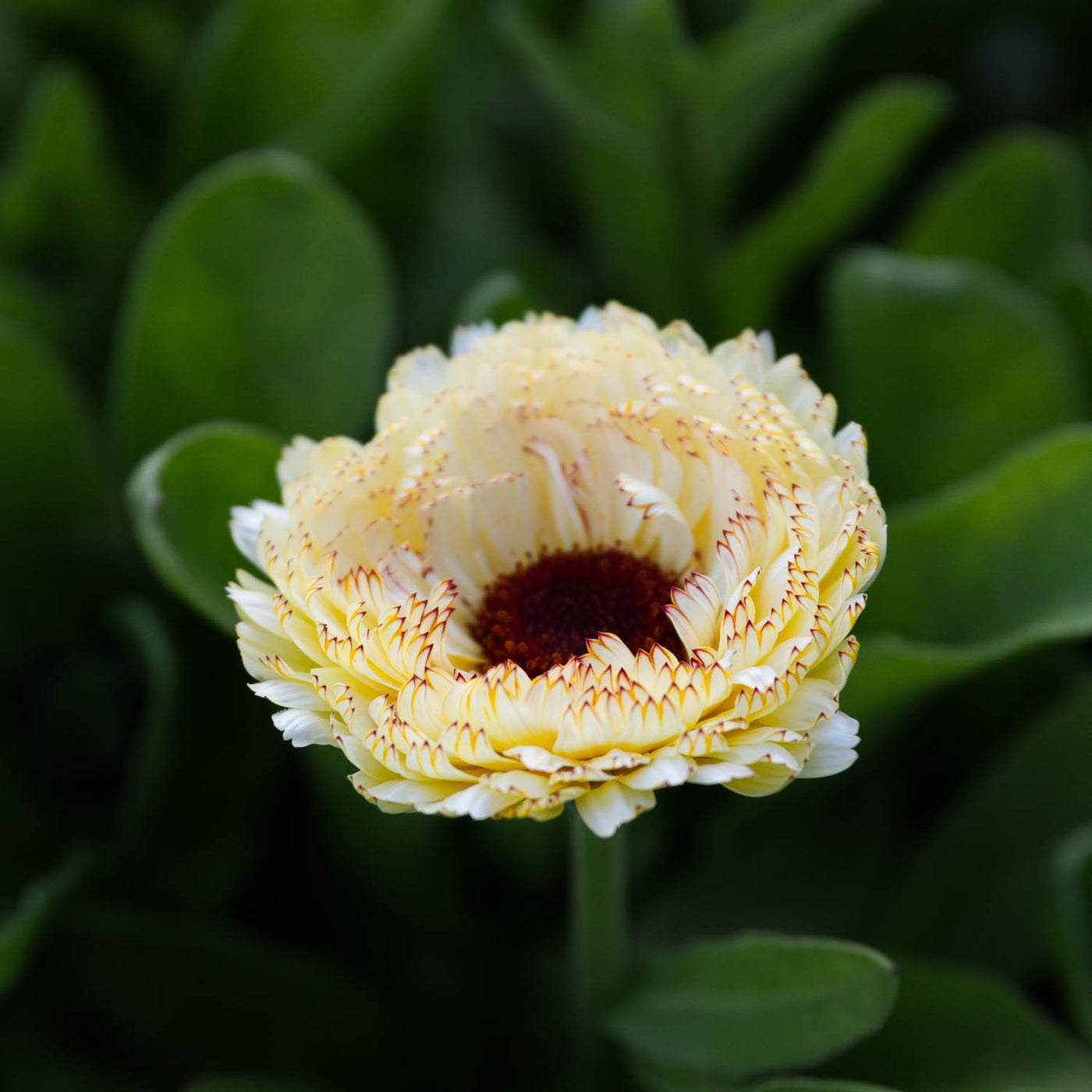 Calendula - Strawberry Blonde - Seeds NZ