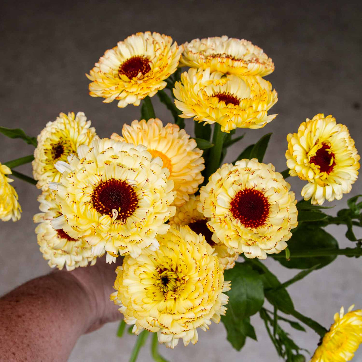Calendula - Strawberry Blonde - Seeds NZ