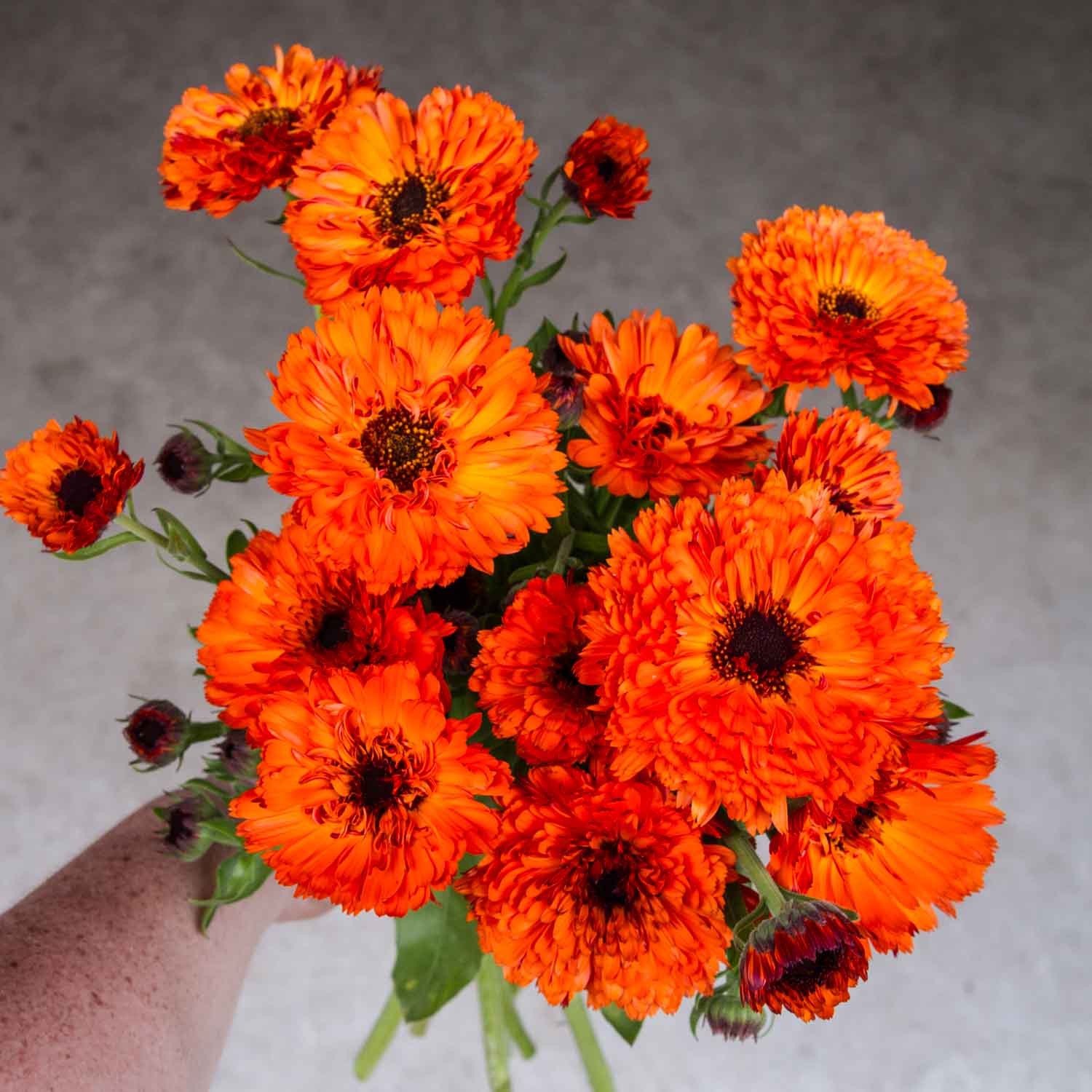 Calendula - Orange Button - Seeds NZ