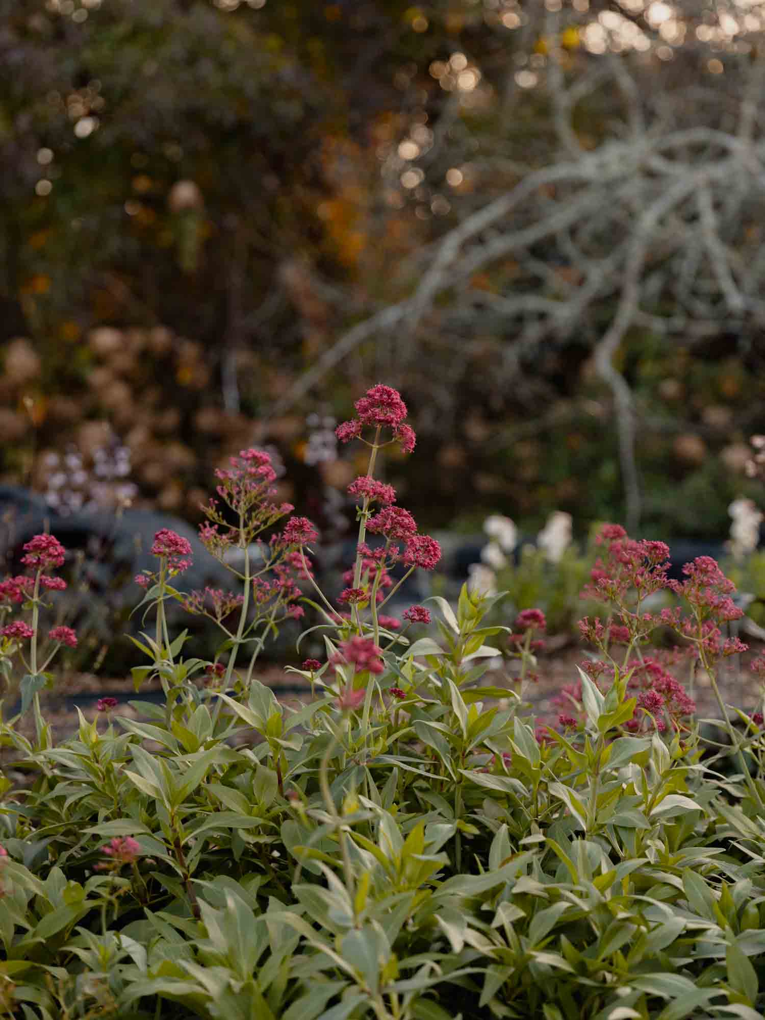CENTRANTHUS ruber - PLANTS