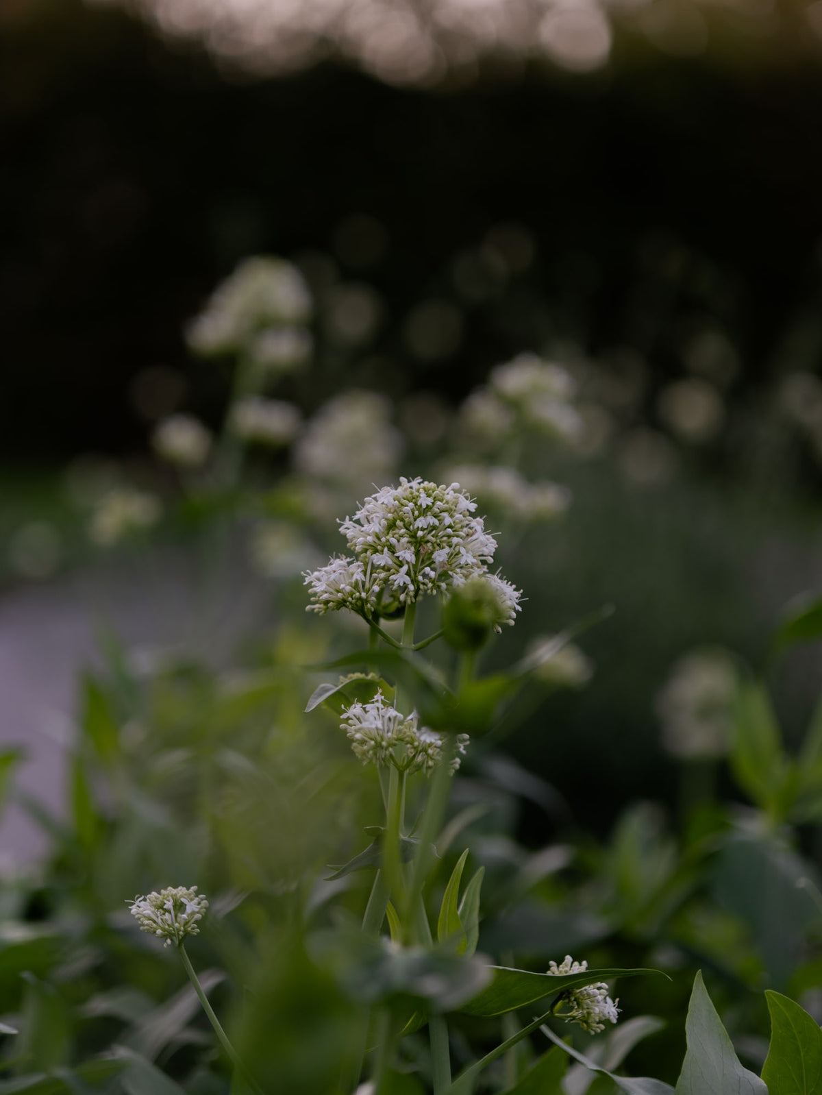 CENTRANTHUS ruber - Alba - PLANTS
