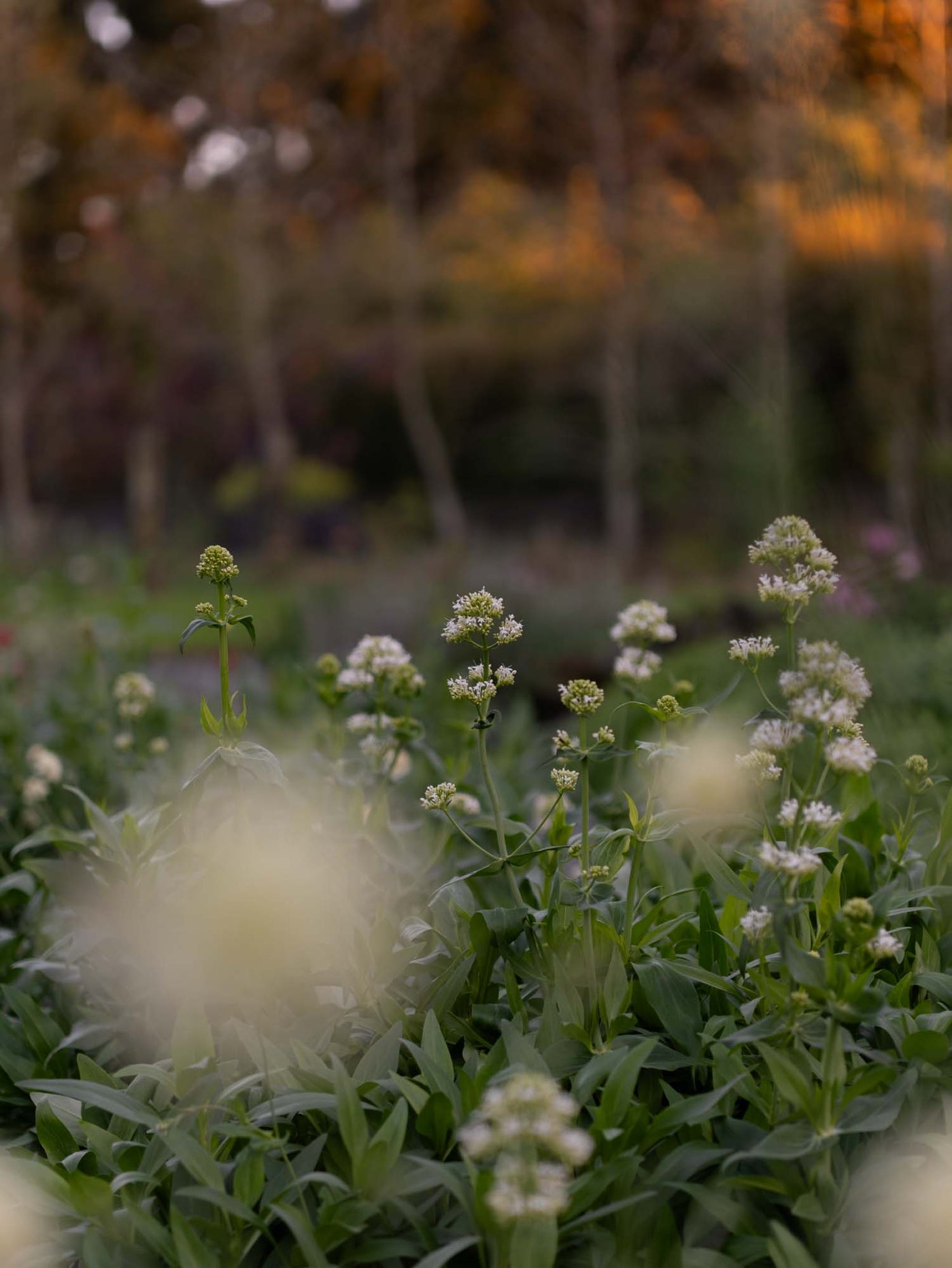 CENTRANTHUS ruber - Alba - PLANTS