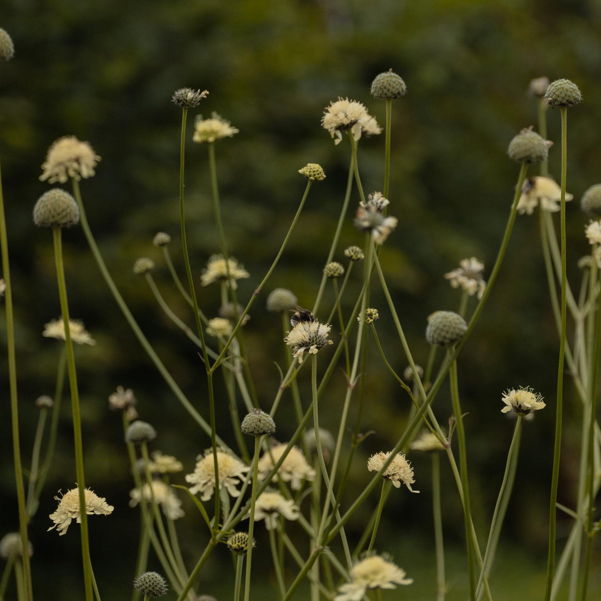 CEPHALARIA gigantea - Giant Scabious - PLANTS