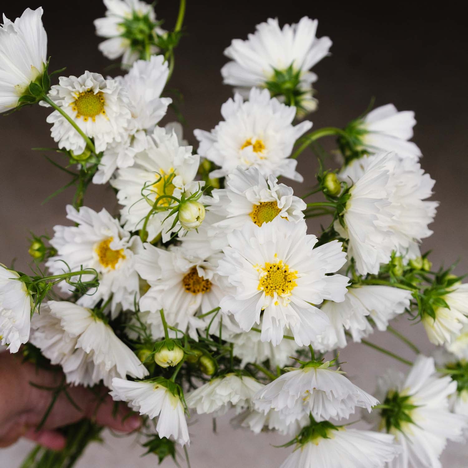 Cosmos - Apricot Lemonade - Seeds NZ