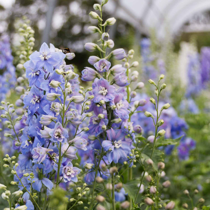 DELPHINIUM - MF Sky Blue - PLANTS
