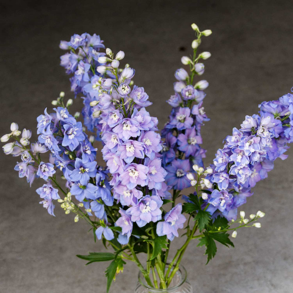 DELPHINIUM - MF Sky Blue - PLANTS