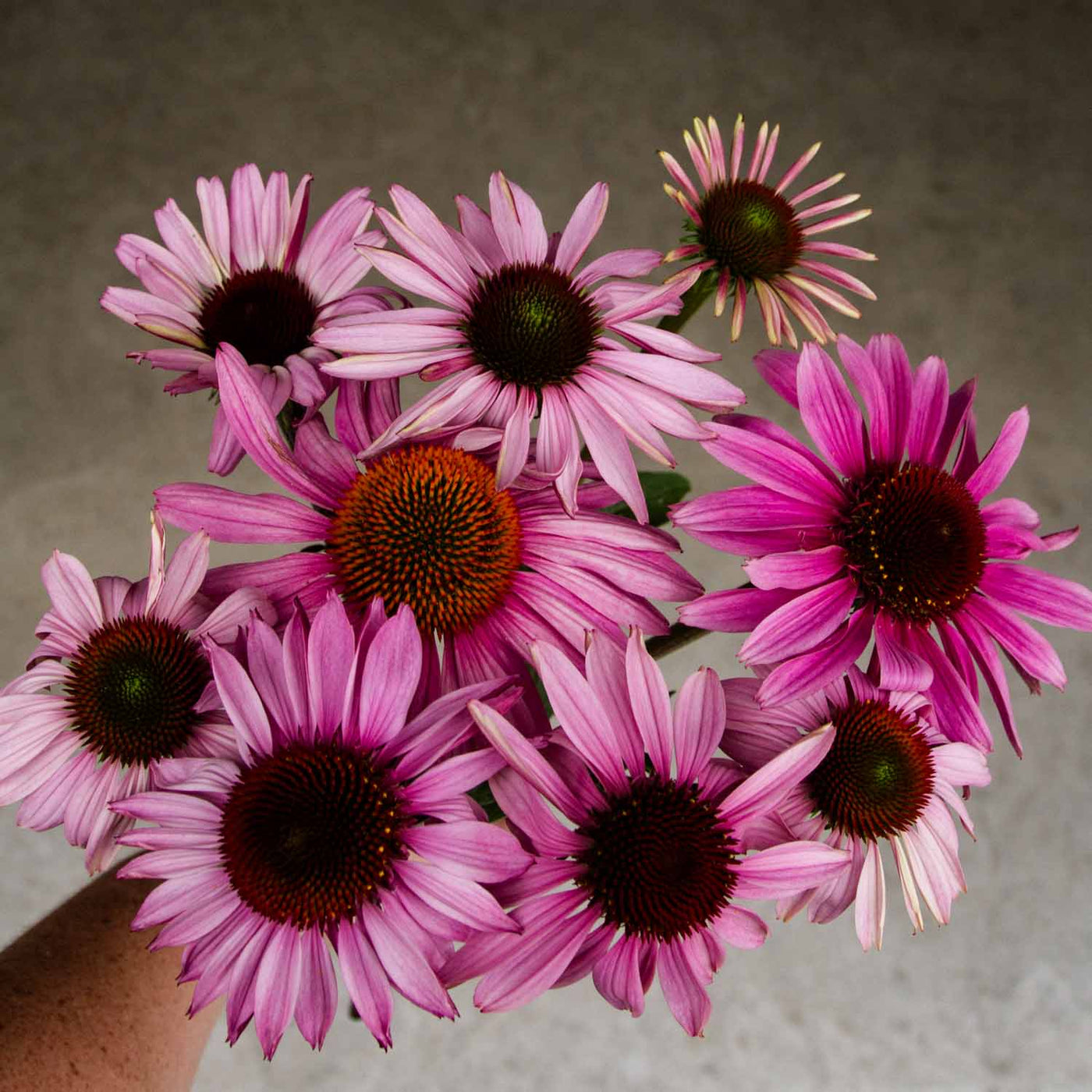 EMERDEN · Flower Farm · Seeds & Bulbs · Taranaki NZ