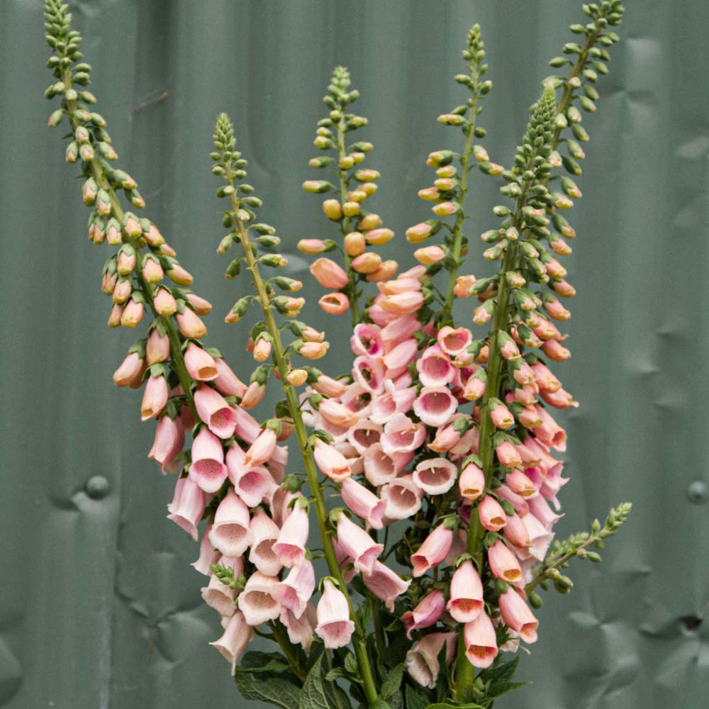 Foxglove - Dalmation Peach - Seeds NZ