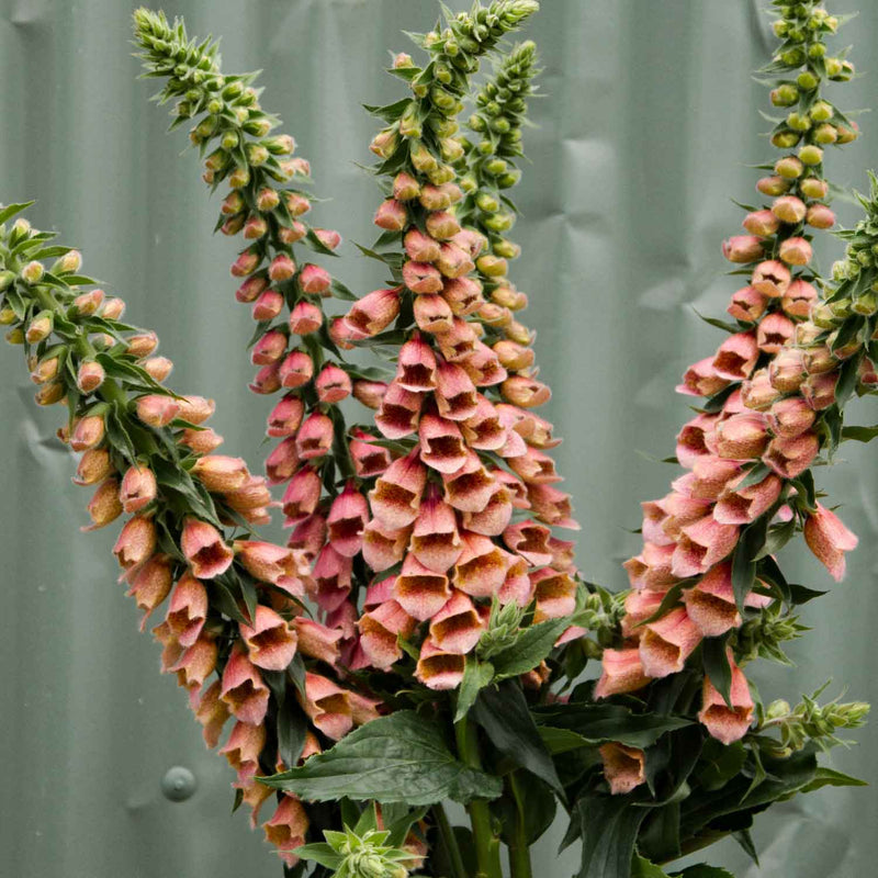 FOXGLOVE - Polkadot Polly - PLANTS