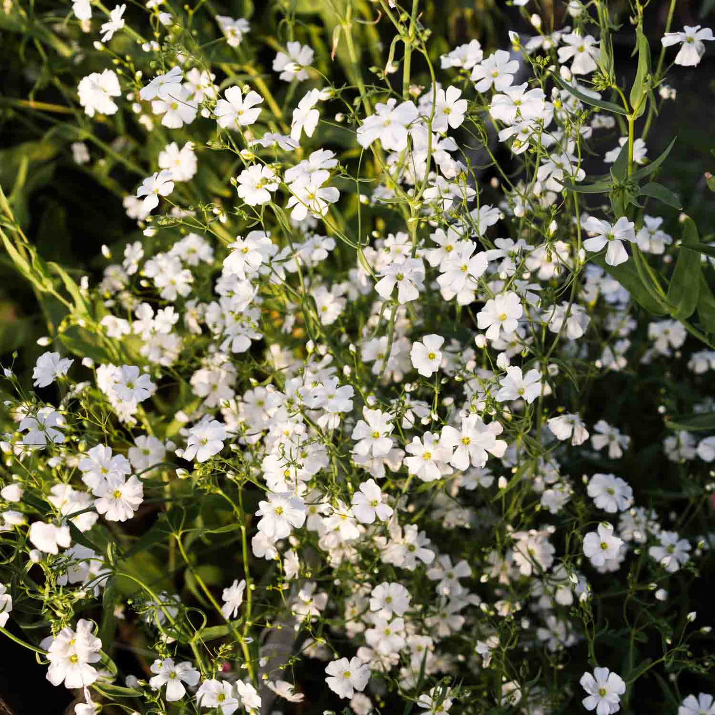 Gypsophila - Covent Garden - Seeds NZ