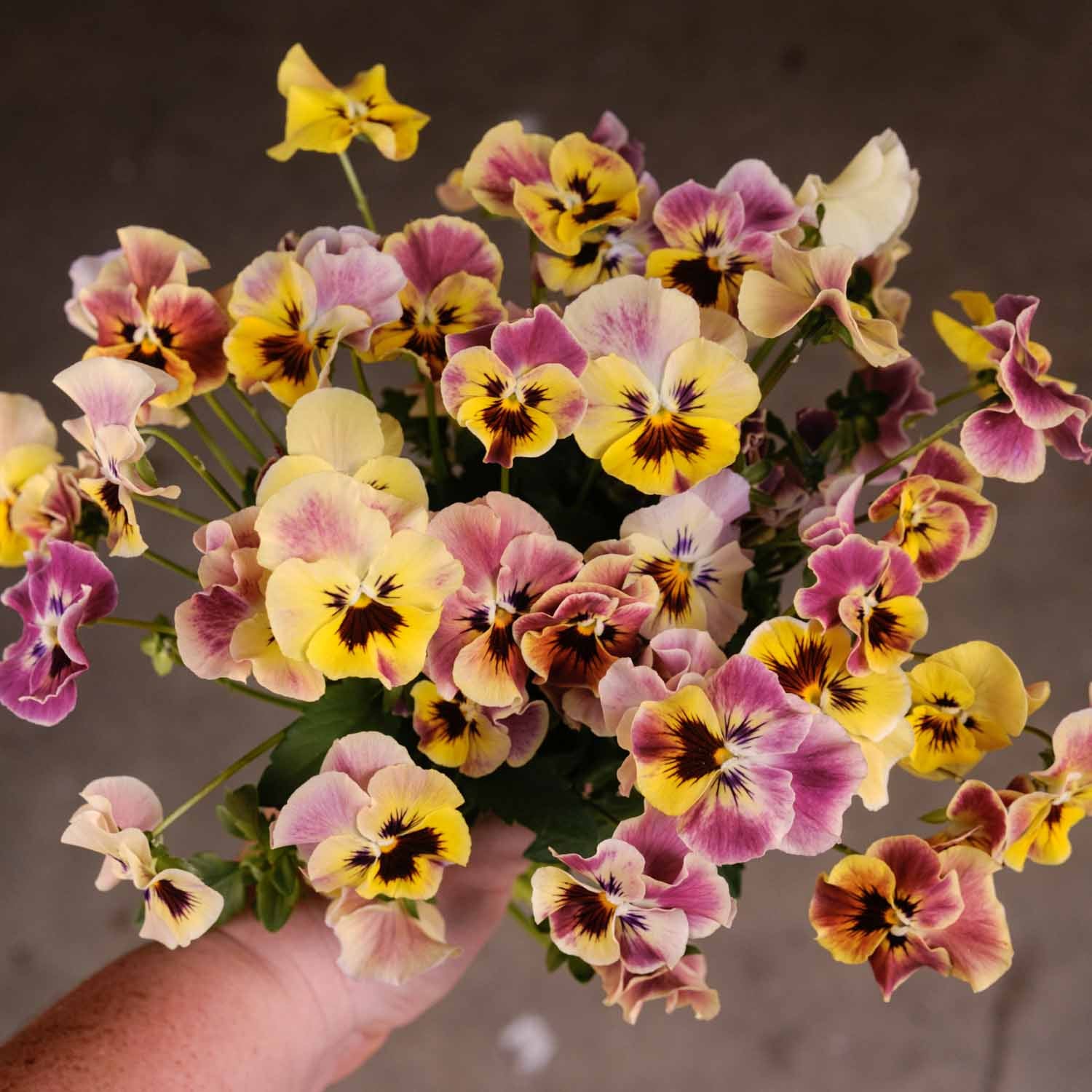 Pansy Viola - Frizzle Sizzle Mini Tapestry- Seeds NZ