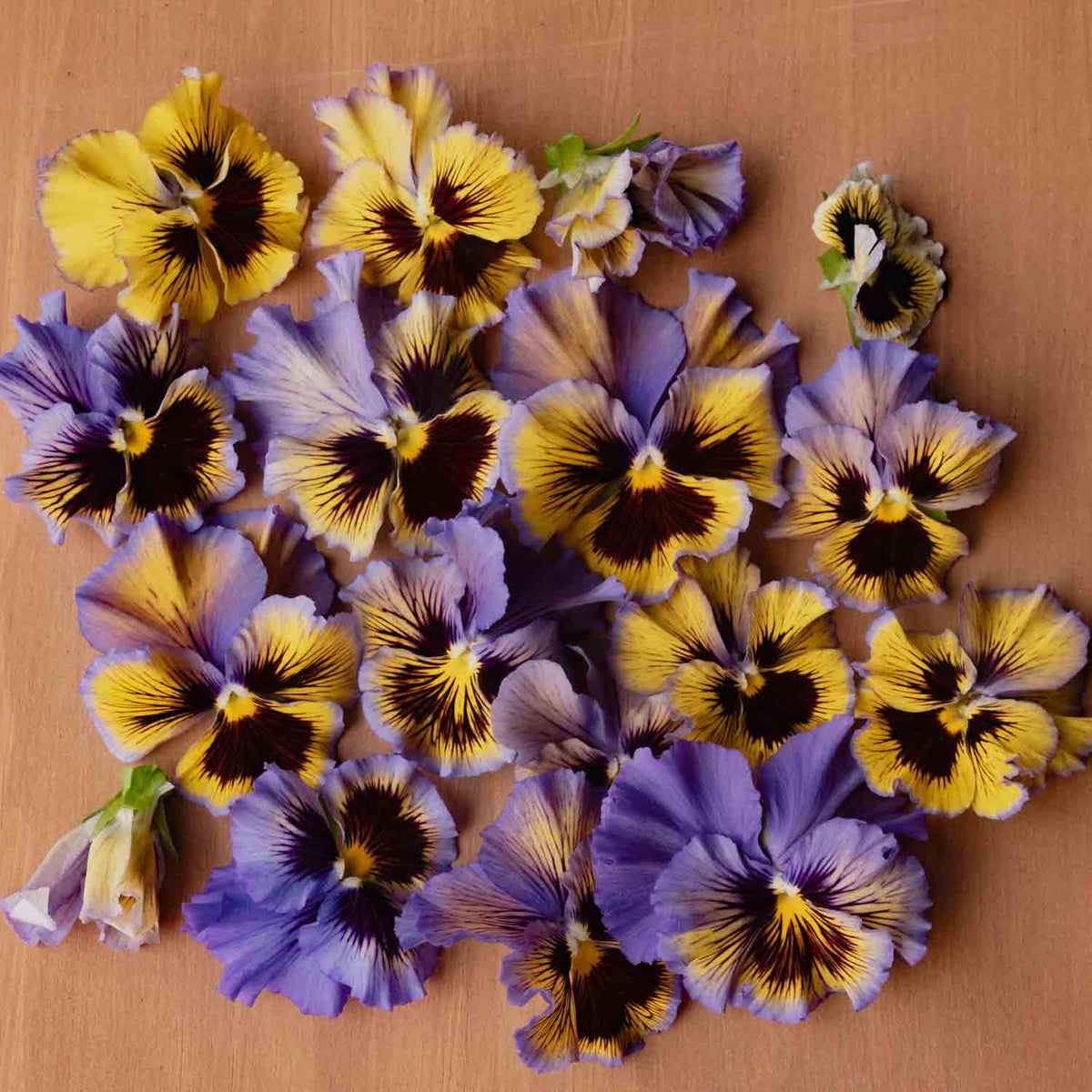 Pansy Viola - Frizzle Sizzle Yellow Blue Swirl - Seeds NZ