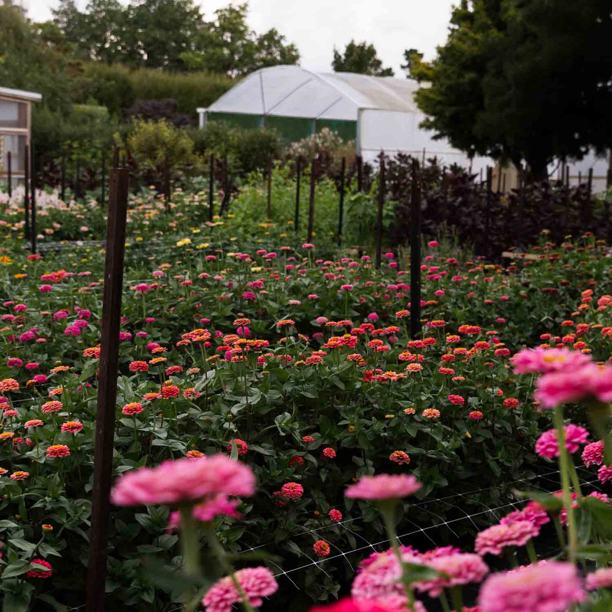 Pick Your Own Flowers