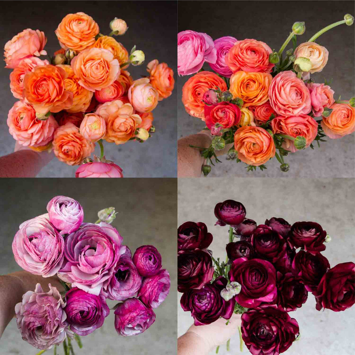 RANUNC Plant Collection - DUSK