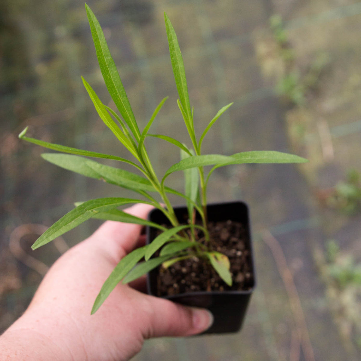 BOLTONIA - White - PLANTS