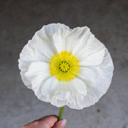 Giant Iceland Poppy - Colibri Bianco - Seeds NZ