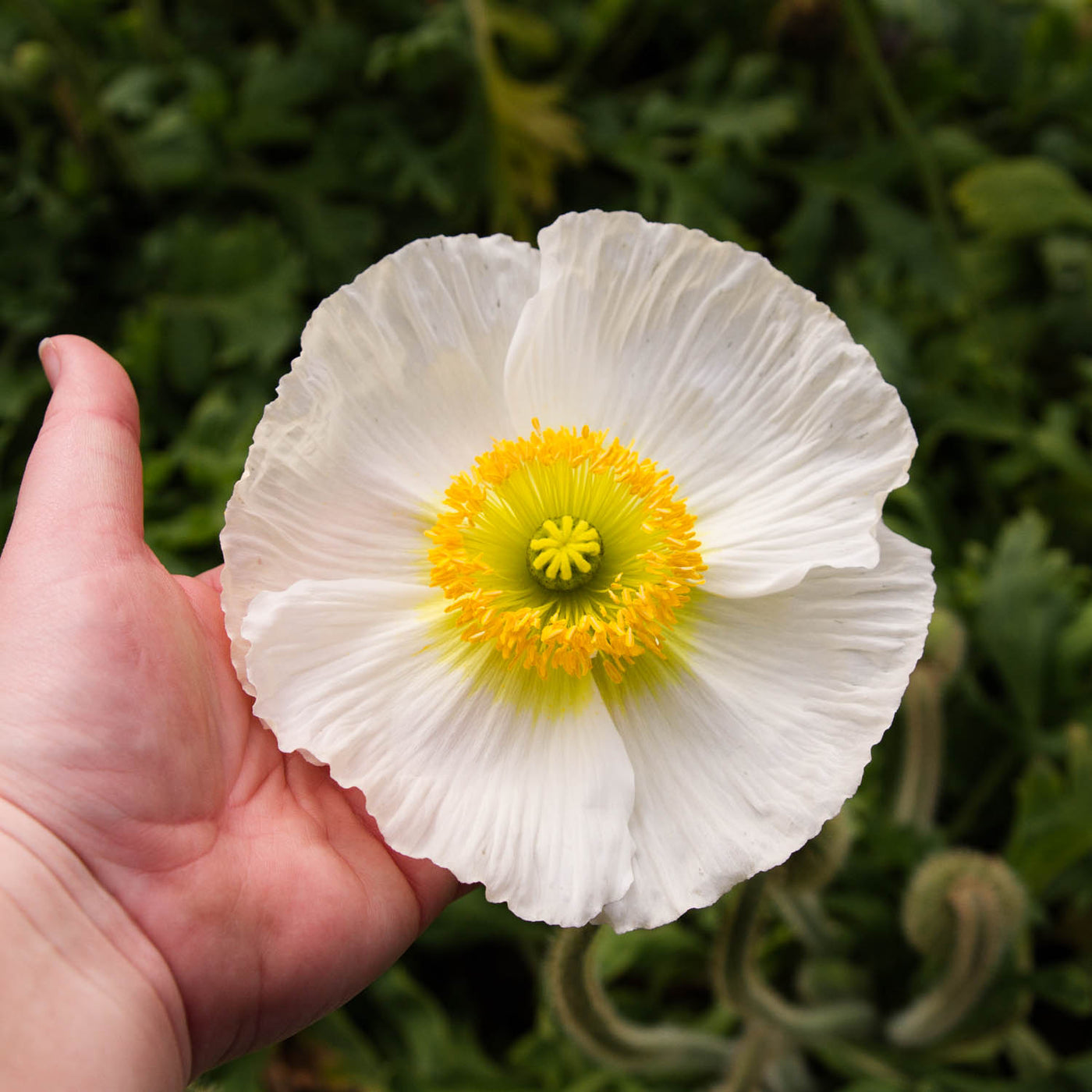 Giant Iceland Poppy - Colibri Bianco - Seeds NZ