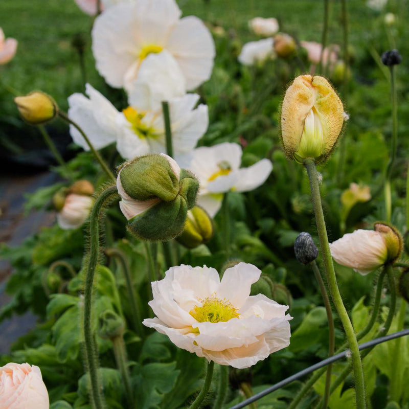 Giant Iceland Poppy - Colibri Pastello - Seeds NZ