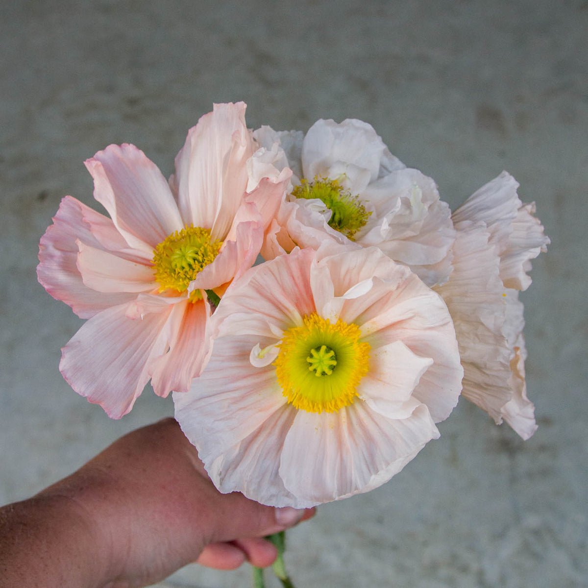 Giant Iceland Poppy - Colibri Pastello - Seeds NZ