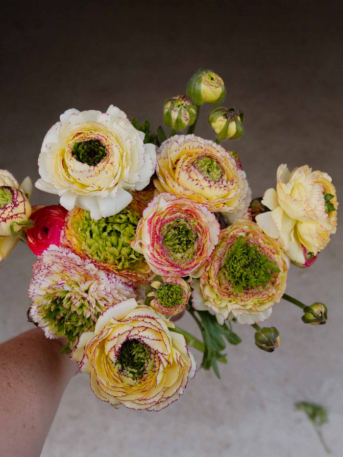 Specialty Ranunculus Plants - NZ
