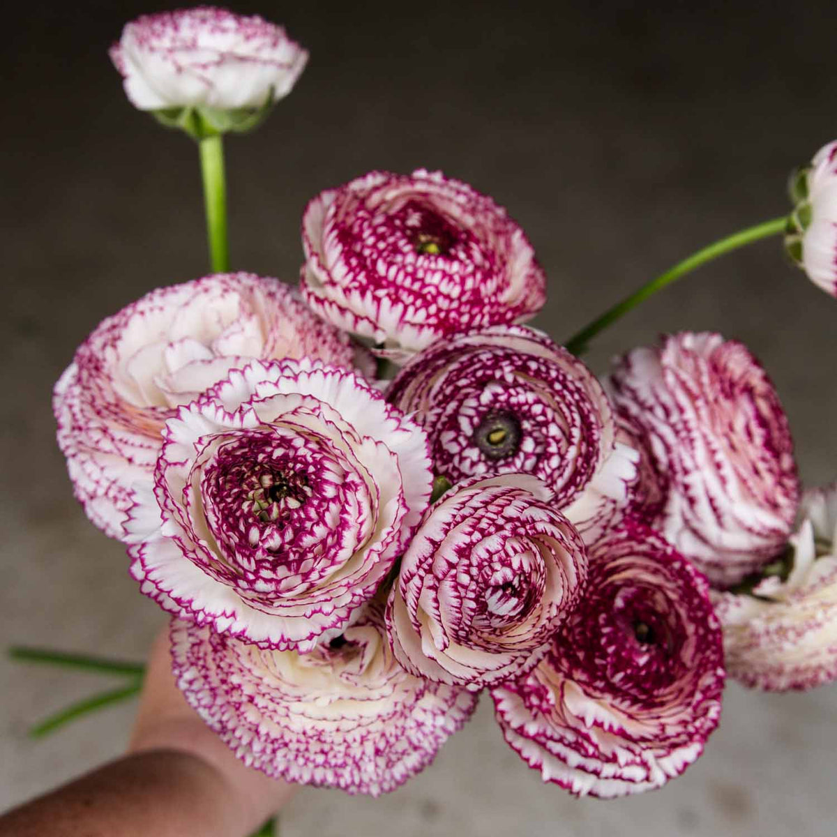 RANUNC - Bianco Striato - PLANTS