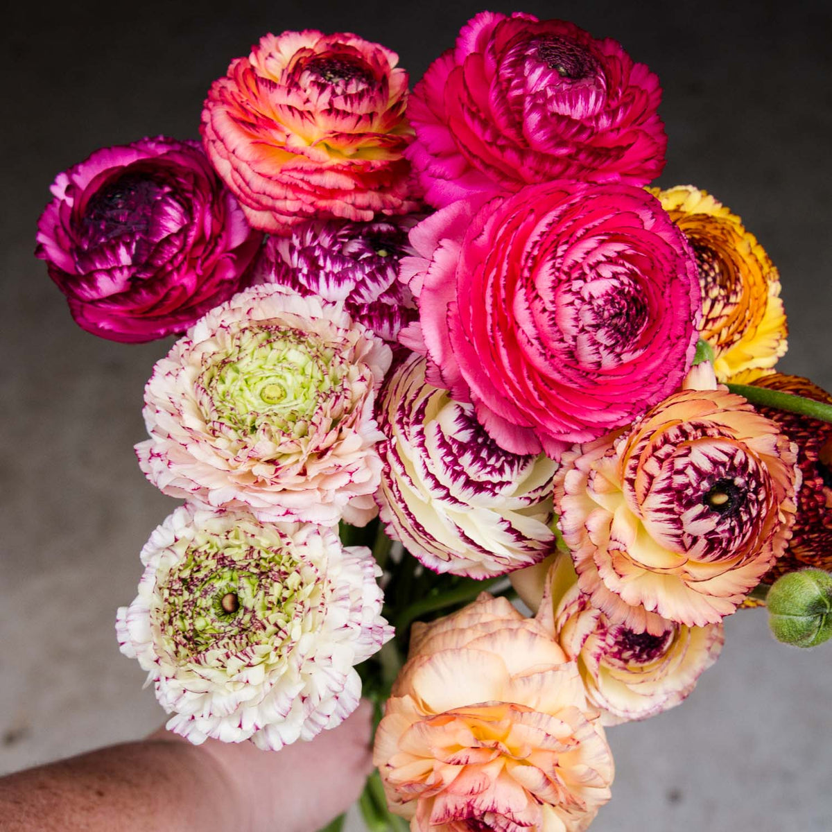 RANUNC - Dolce Striato - PLANTS