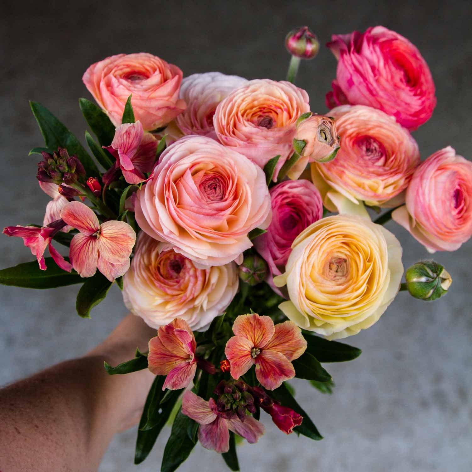 RANUNC - La Belle Pastel - PLANTS