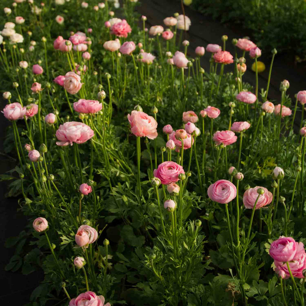 RANUNC - Pastello - PLANTS