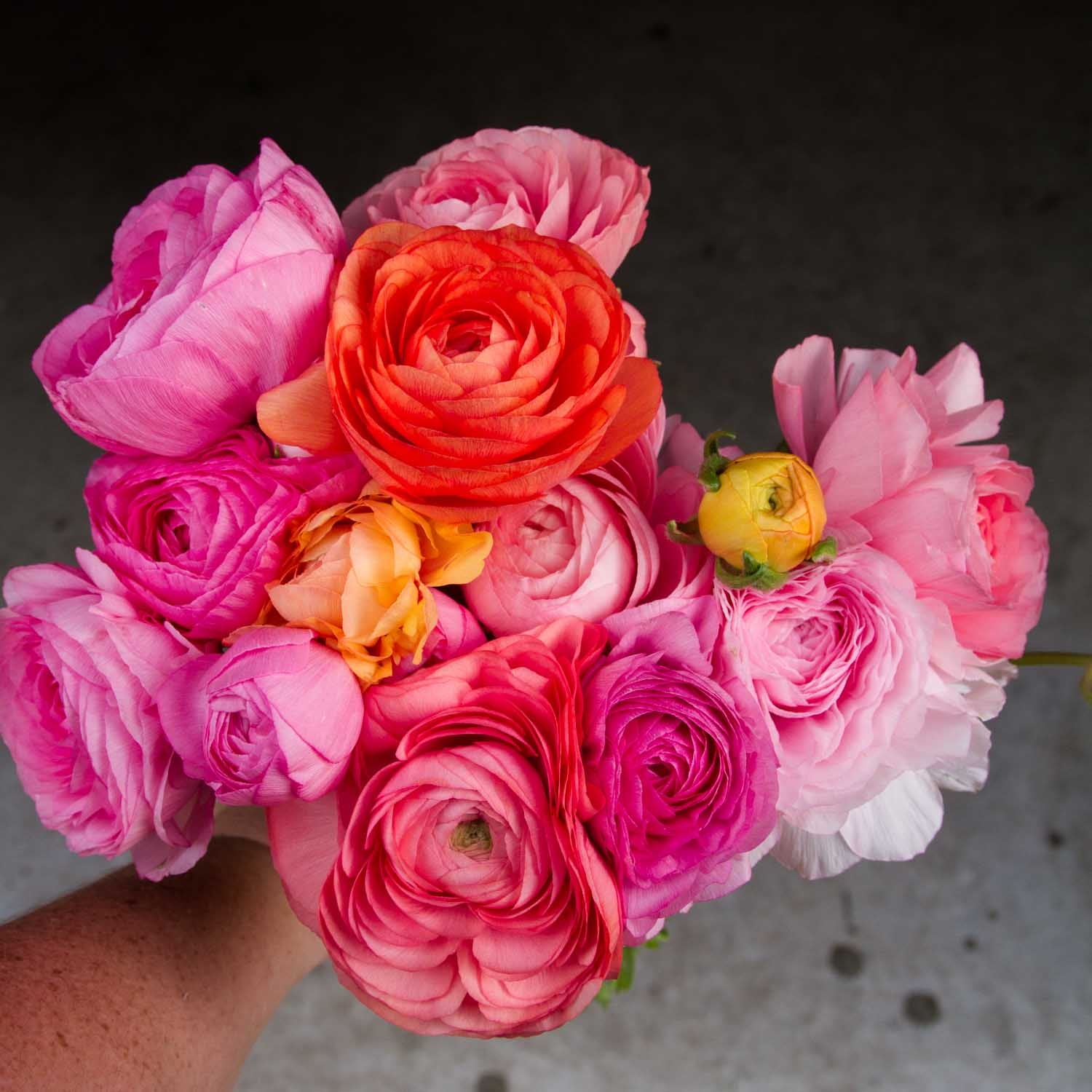 RANUNC - Pastello Vivace - PLANTS