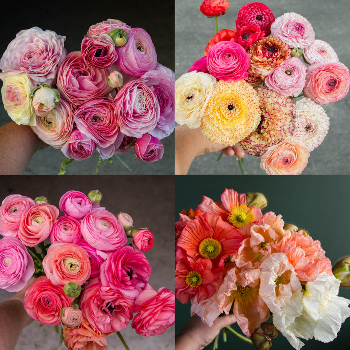 RANUNC Plant Collection - DUSK