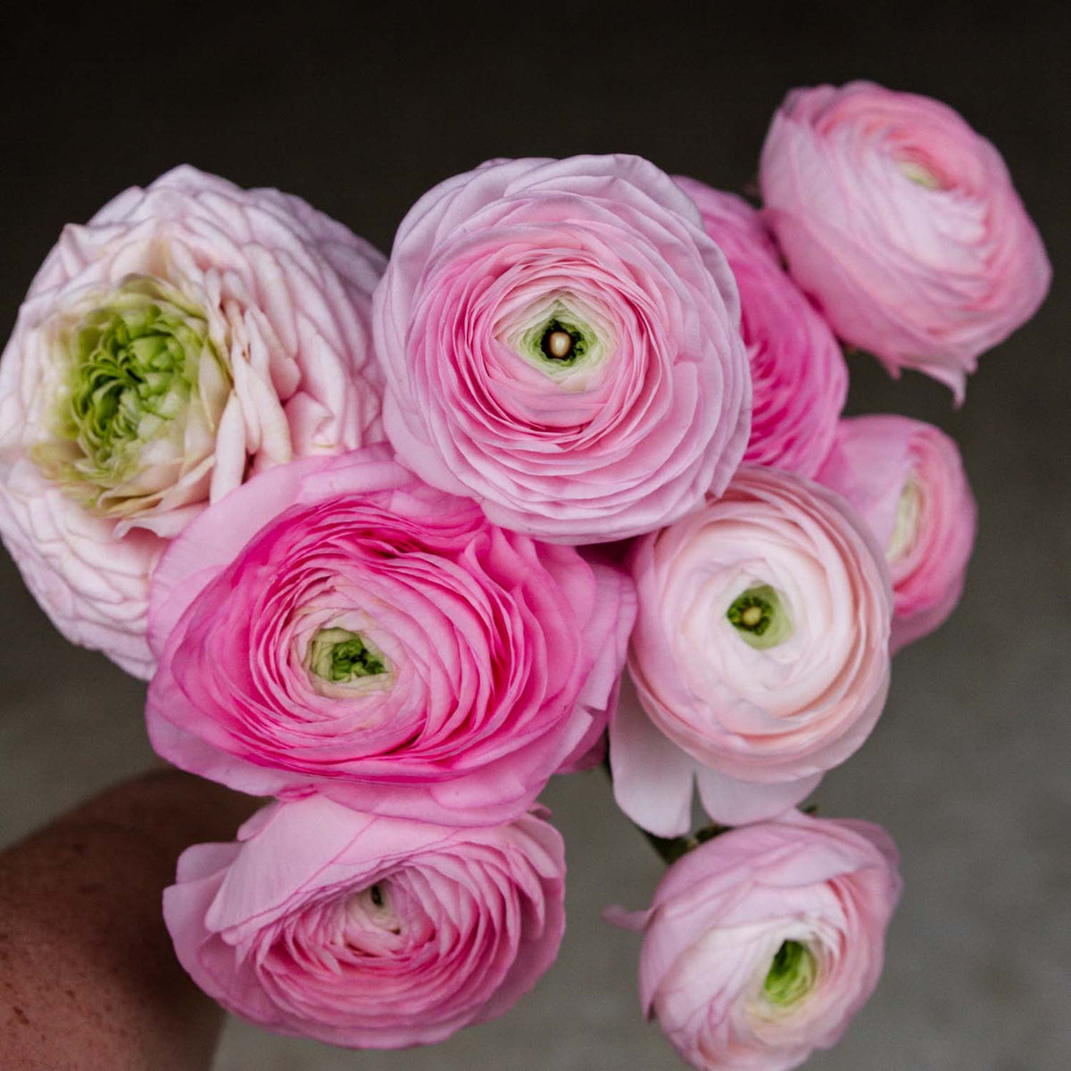 RANUNC - Rosa Chiaro - PLANTS