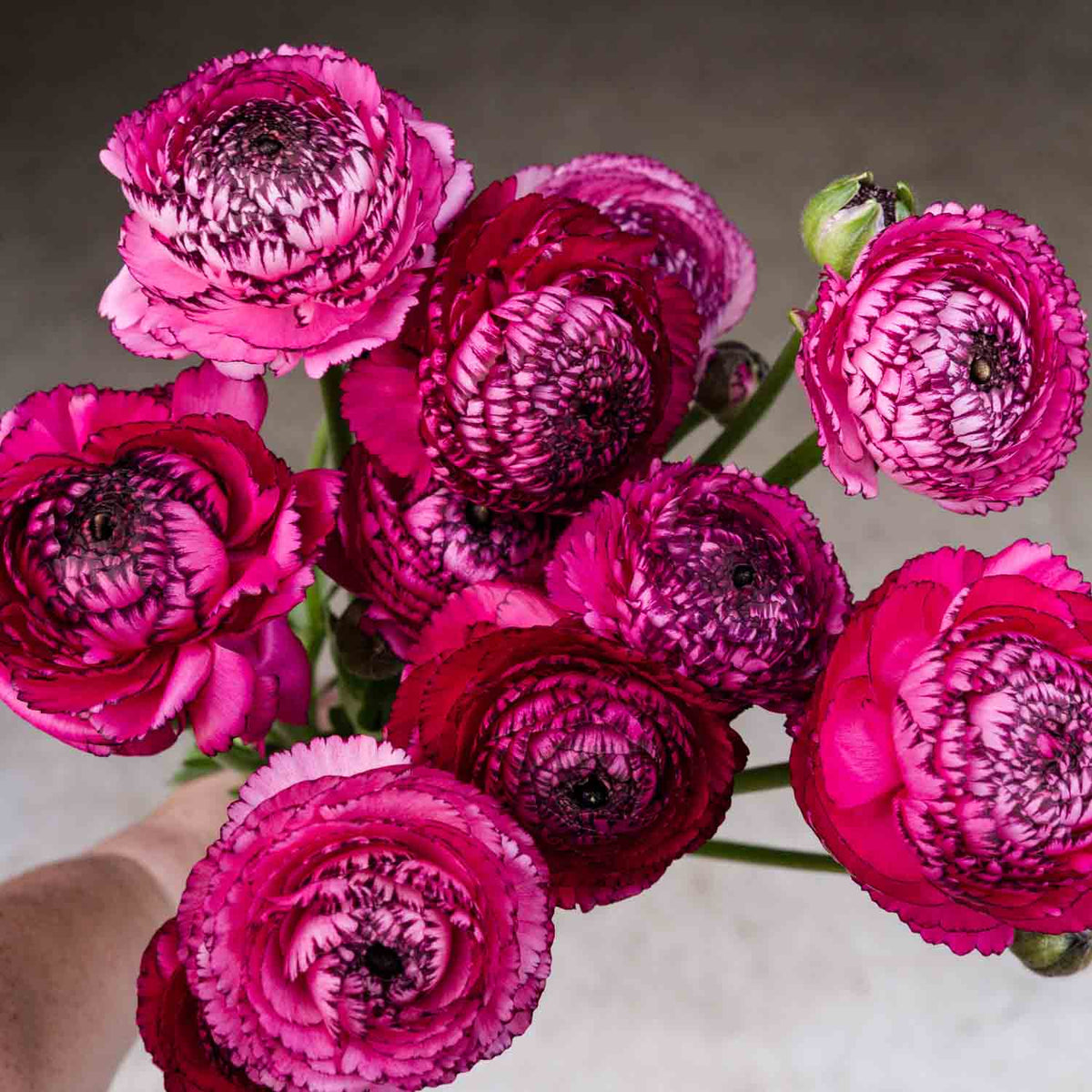 RANUNC - Rosa Striato - PLANTS