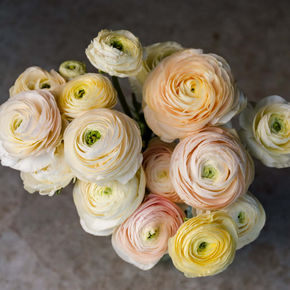 RANUNC - Wedding Pastel - PLANTS