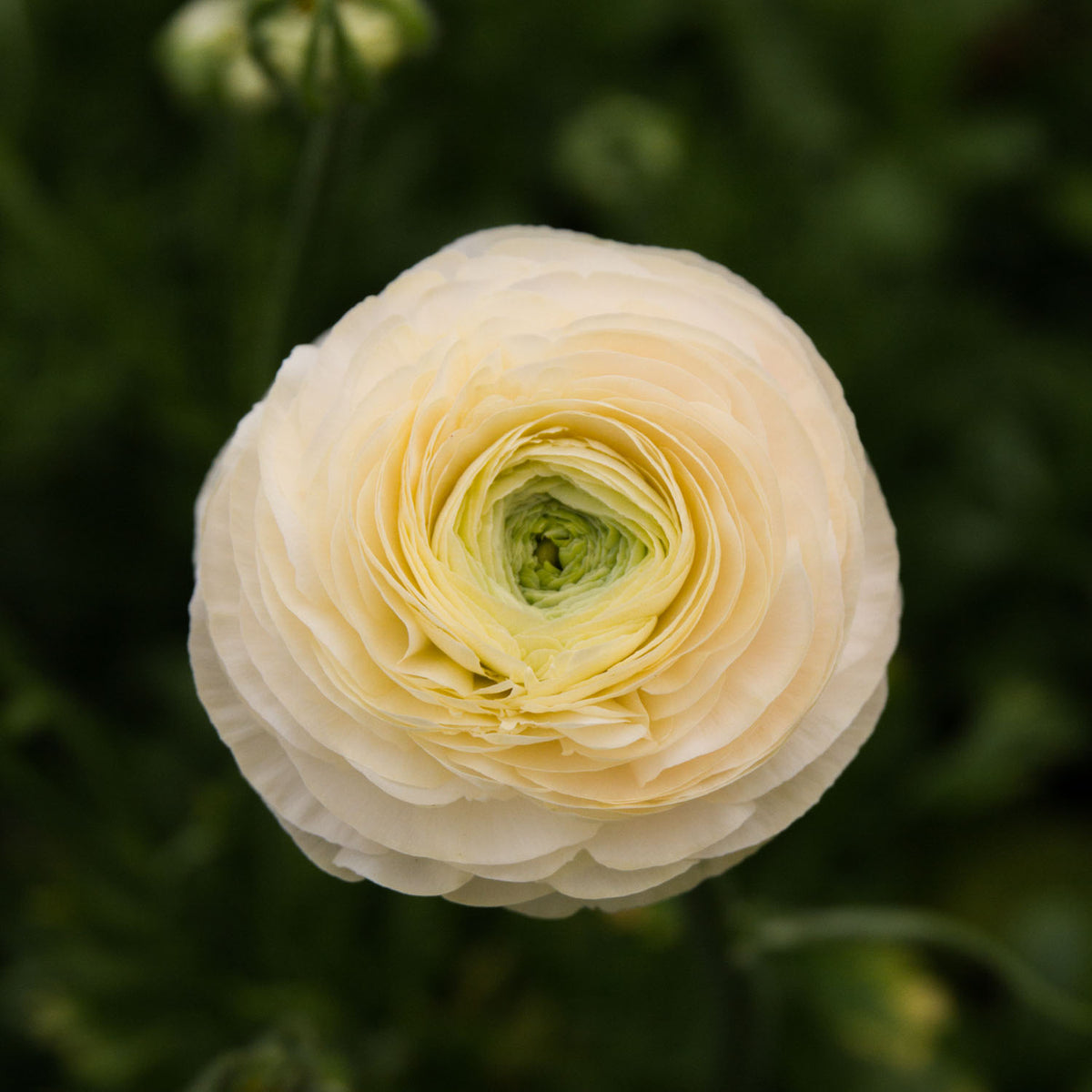 RANUNC - Wedding Pastel - PLANTS
