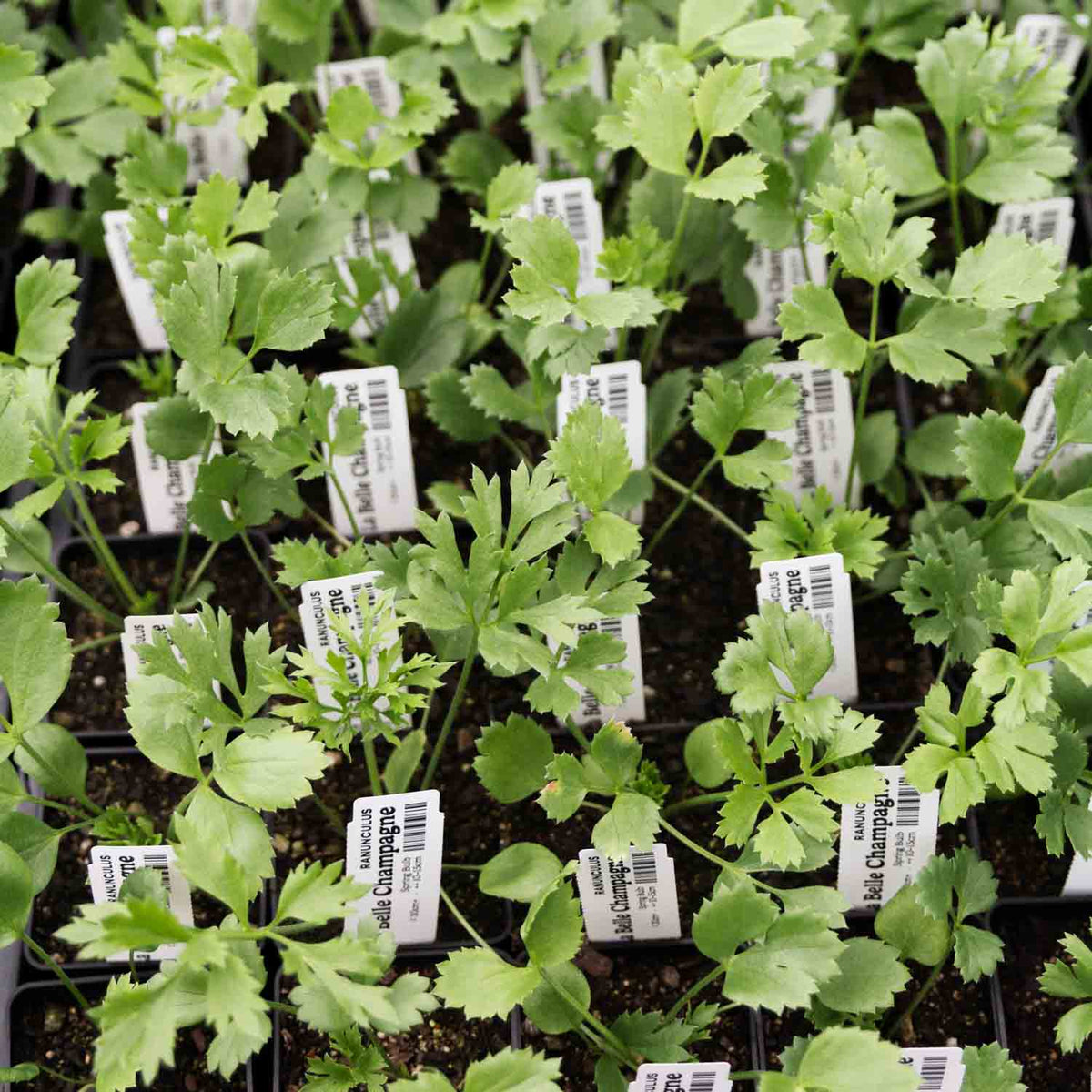 RANUNC - La Belle Champagne - PLANTS