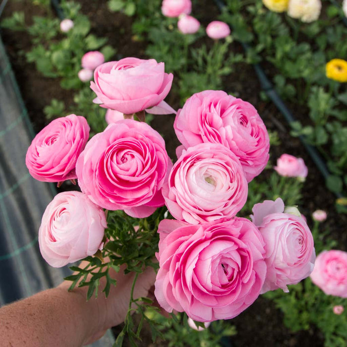 RANUNC - Rosa Chiaro - PLANTS